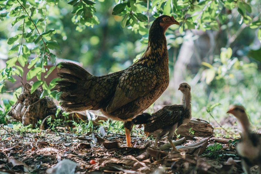 How To Make Rotisserie Cornish Hen In Oven - Dream Outdoor Living