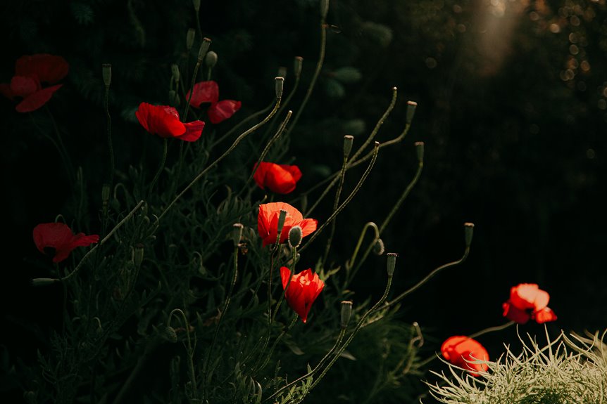 How Do I Create Focal Points With Landscape Lighting? - Dream Outdoor ...